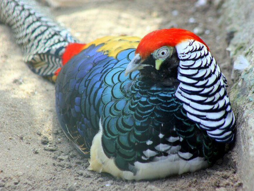 Алмазный фазан