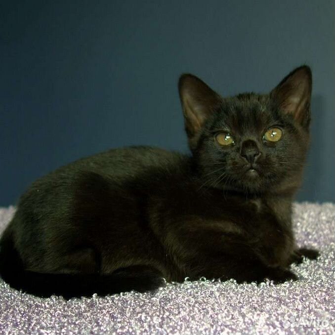 Малышка Черри