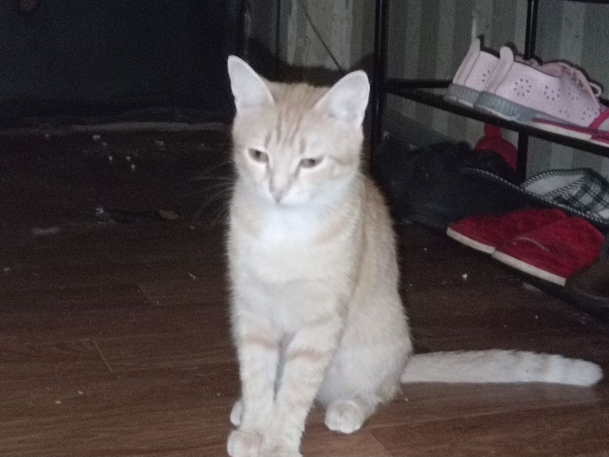 Отдаём Кошек бесплатно