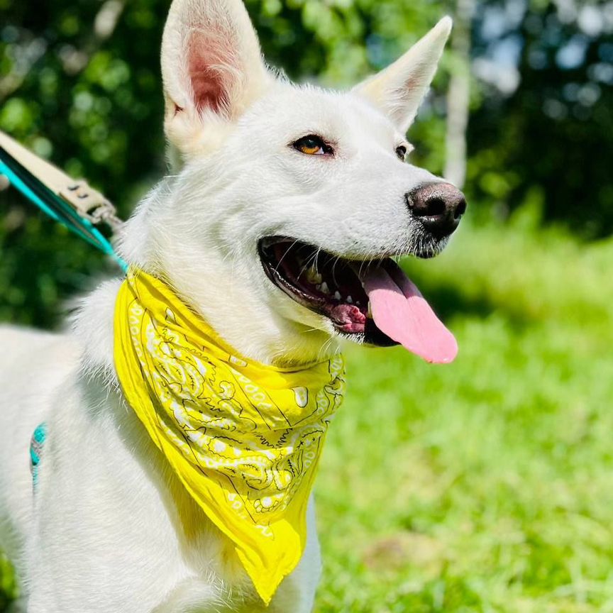 Супра, собака в добрые руки