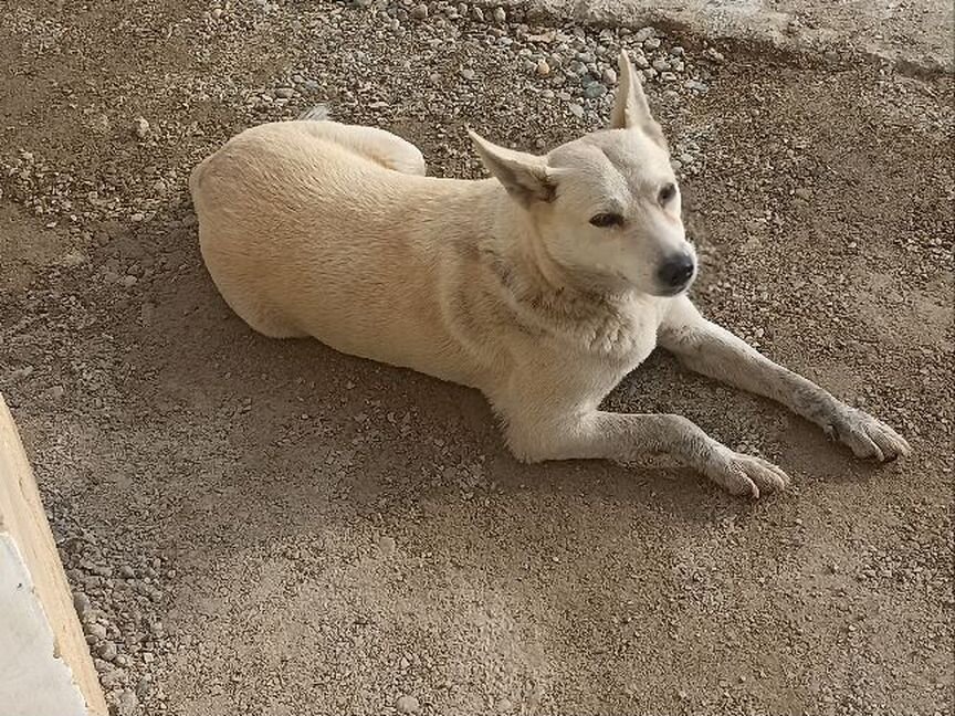 Собаки бесплатно в добрые руки