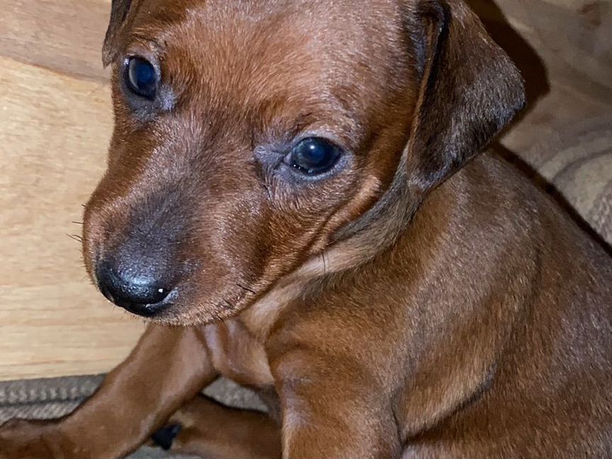 Щенки пинчера