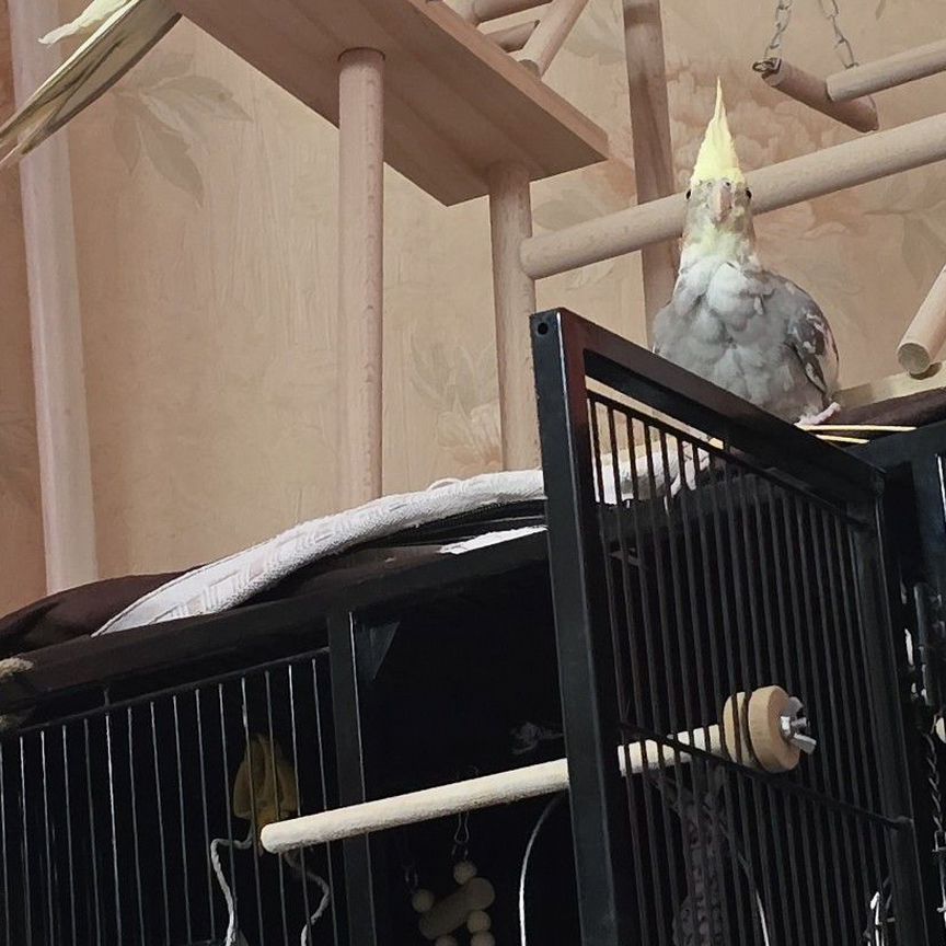 Пара Попугай Корелла Ручные