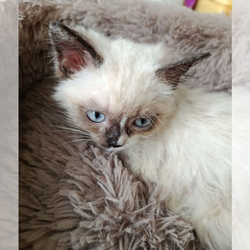Котятки ищут дом