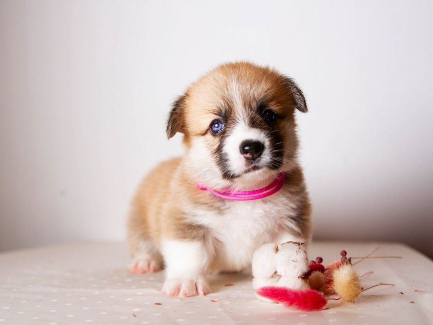 Вельш корги пемброк