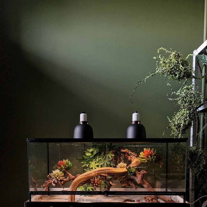 Террариум для бородатой агамы