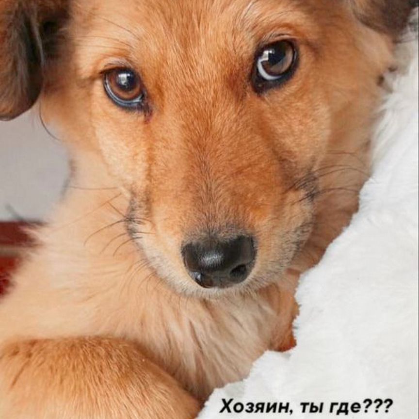 Отдам в добрые руки