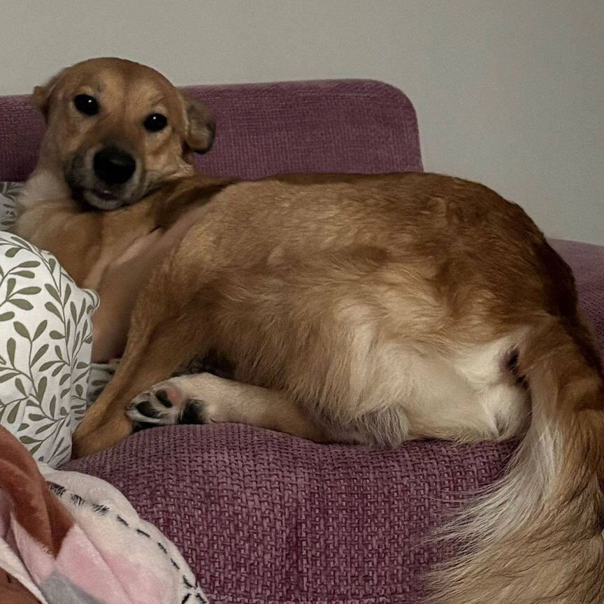 Взрослый пёс в добрые руки