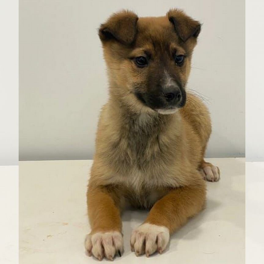 Милый щенок мальчик