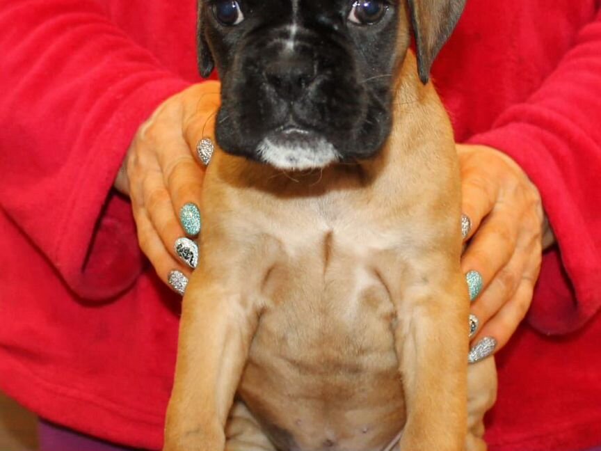 Щенки немецкого боксера