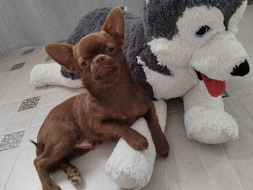 Шоколадный красавчик