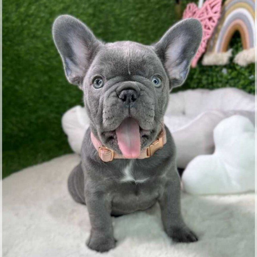 Французский бульдог, щенок
