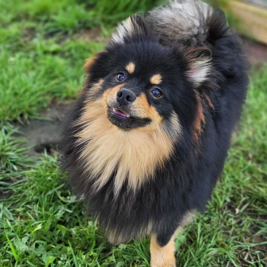 Немецкий шпиц, мальчик