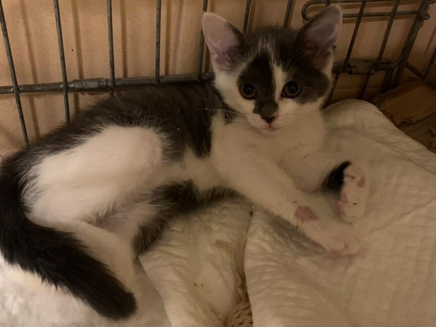 Котенок все детство живет в клетке