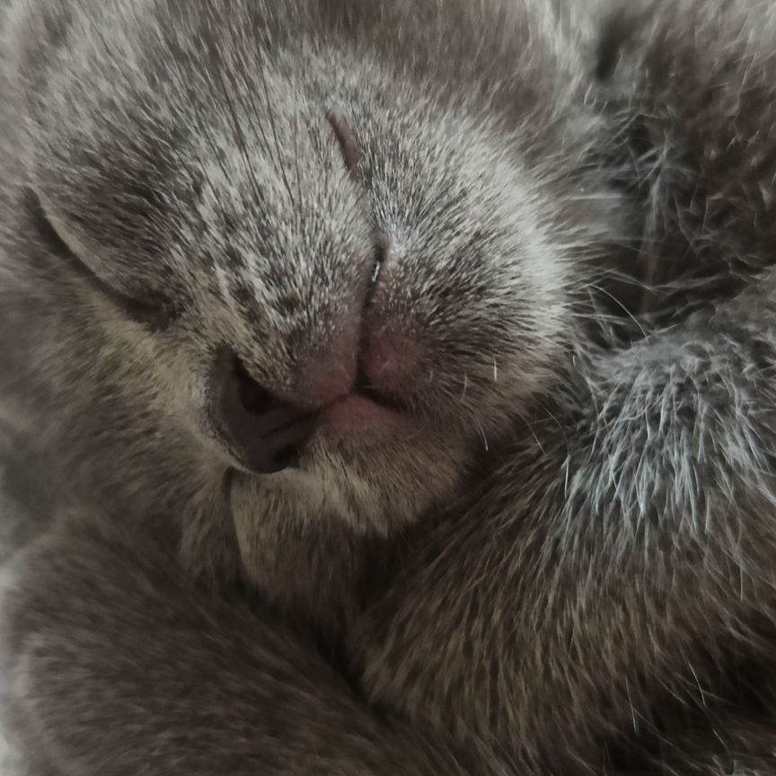 Такие умные, замурчательные котята нужны всем