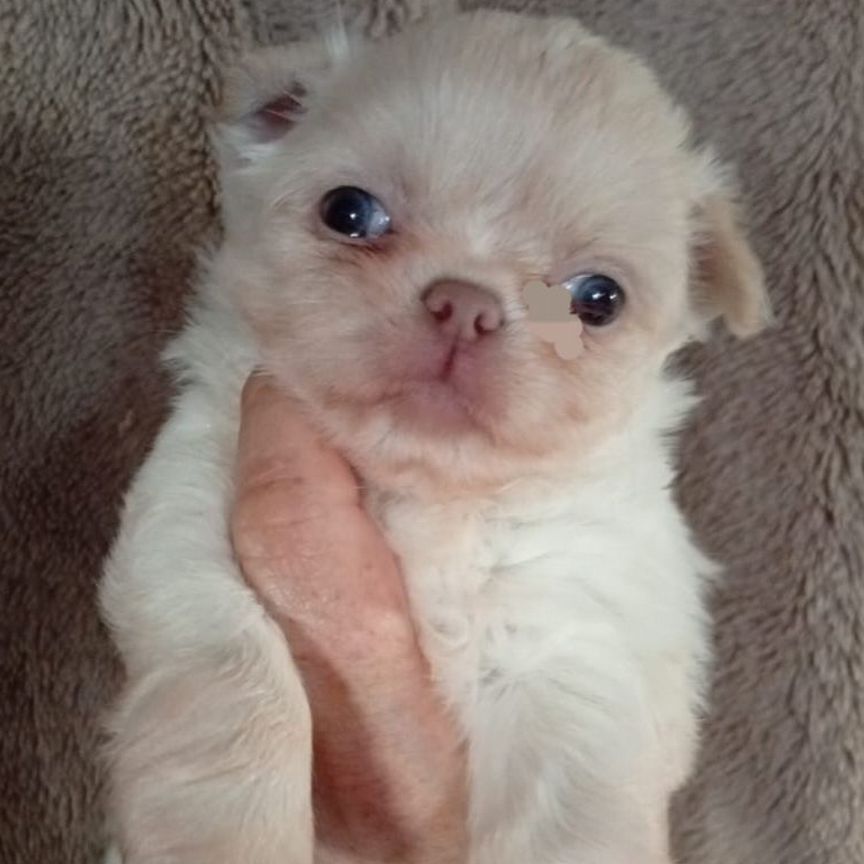 Чихуахуа, щенок