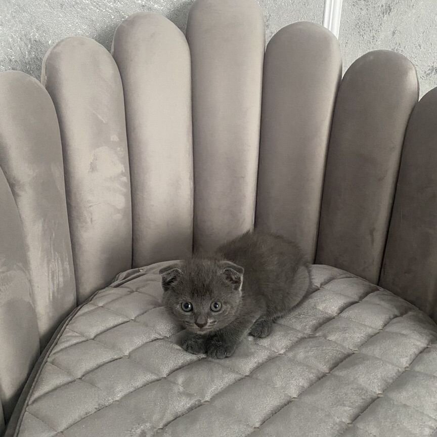 Продам породистого котенка