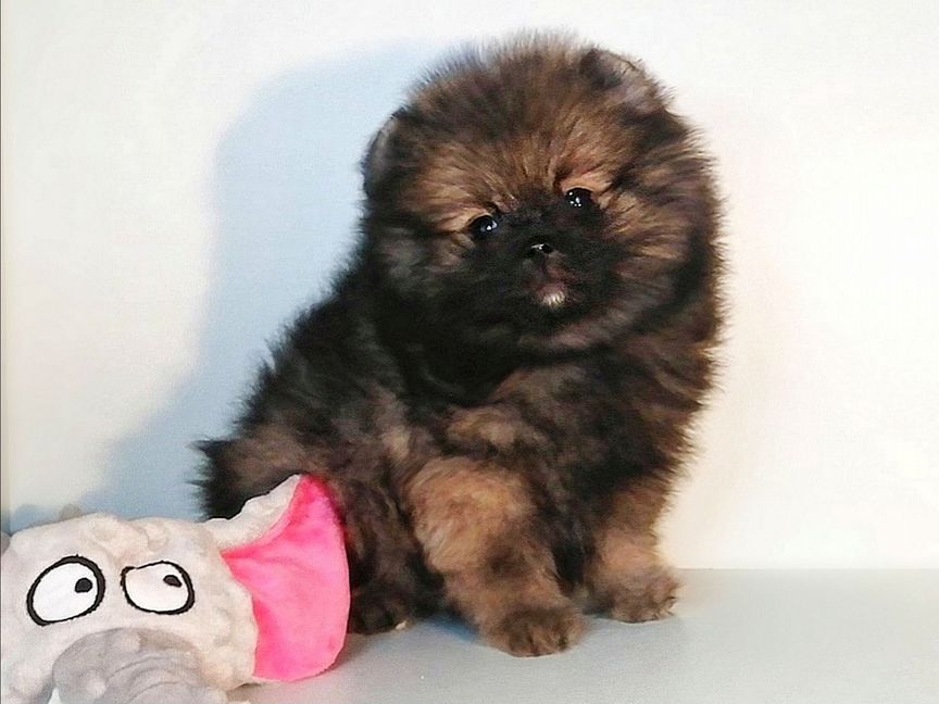 Померанский шпиц мальчик