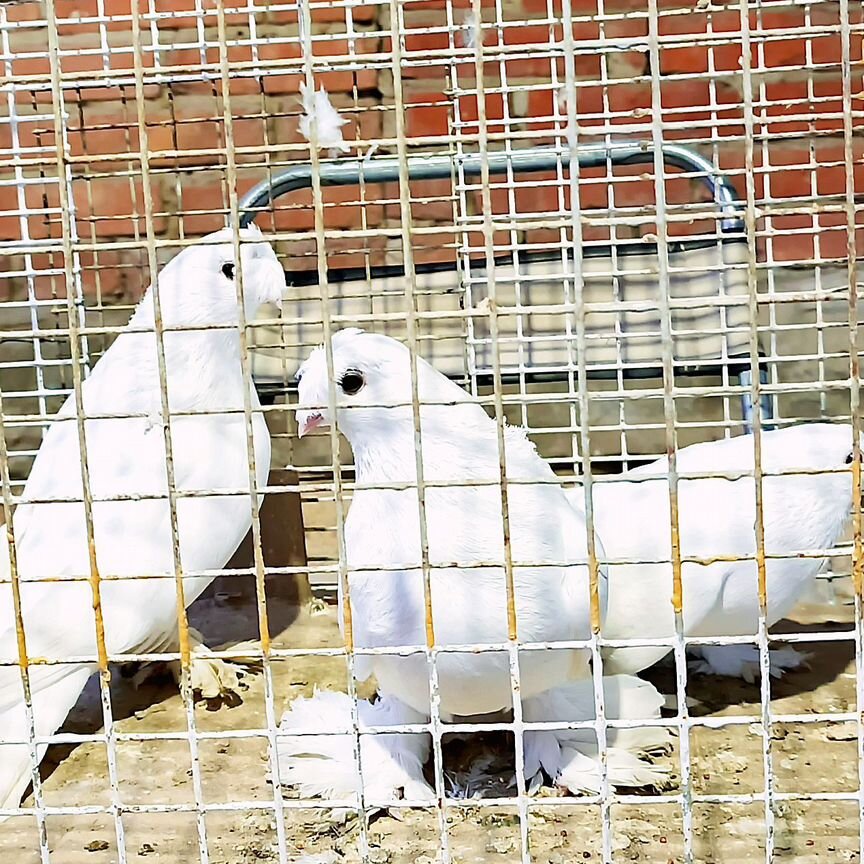 Голуби благодарненские