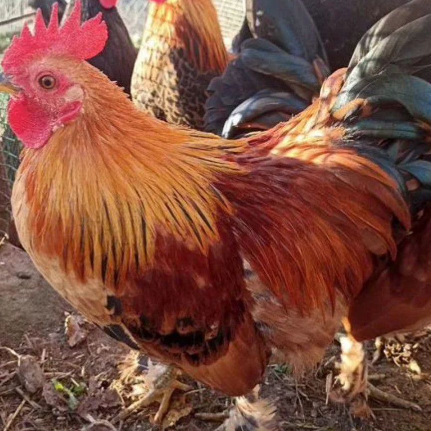 Продам двух карликовых петушков