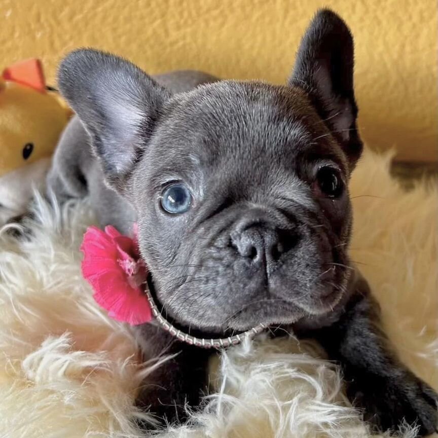 Французский бульдог щенки