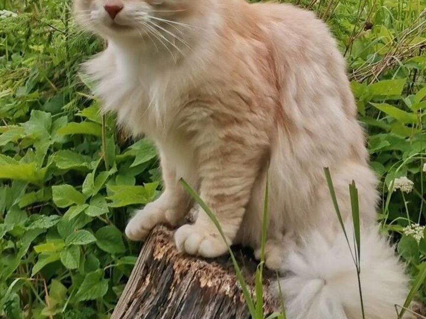 Котята - метисы