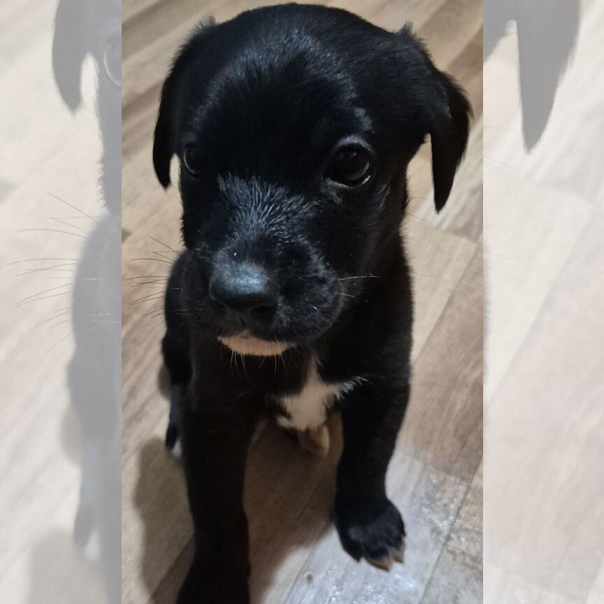 Щенок в добрые руки