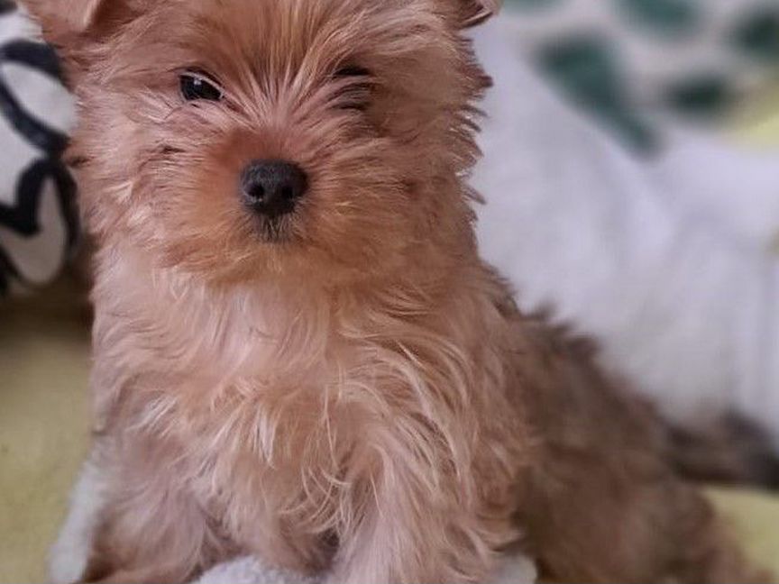 Йоркширский терьер щенки