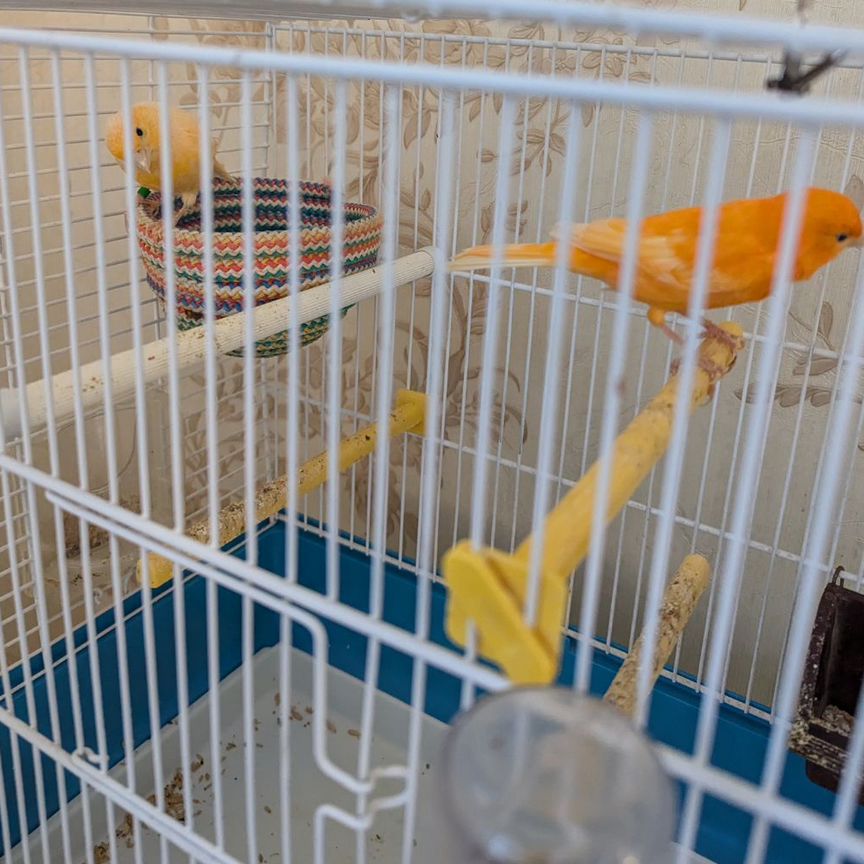 Кенара и канарейки