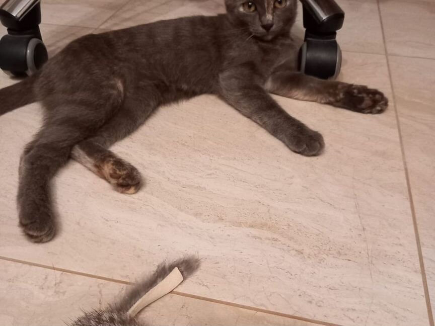 Котенок Моня в добрые руки