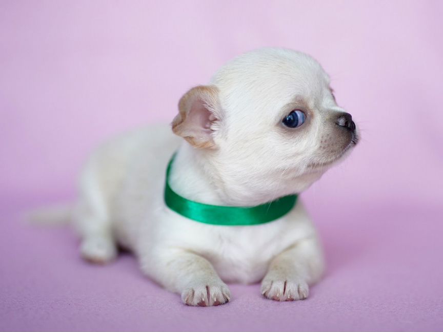 Щенки чихуахуа