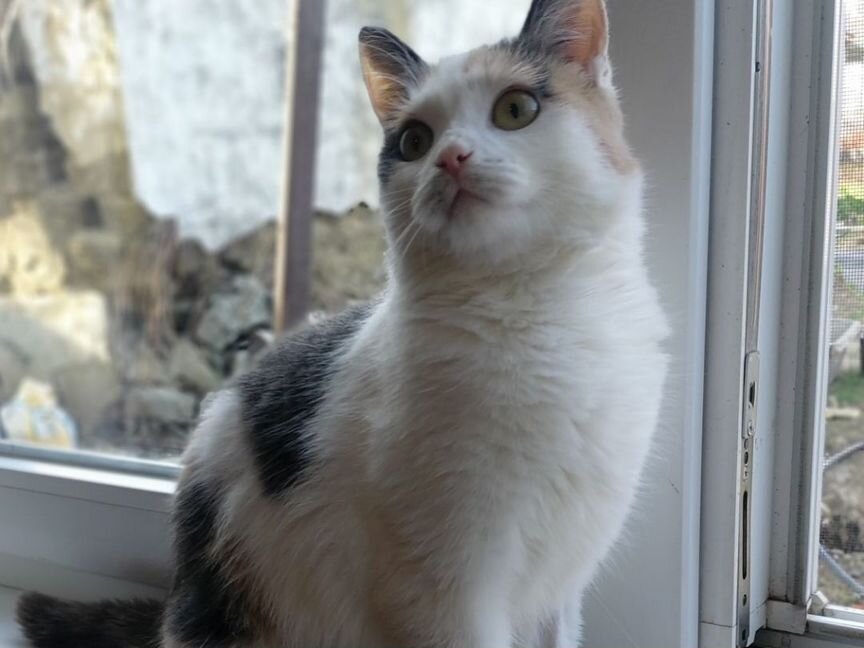 Кошка стерилизованная в добрые руки