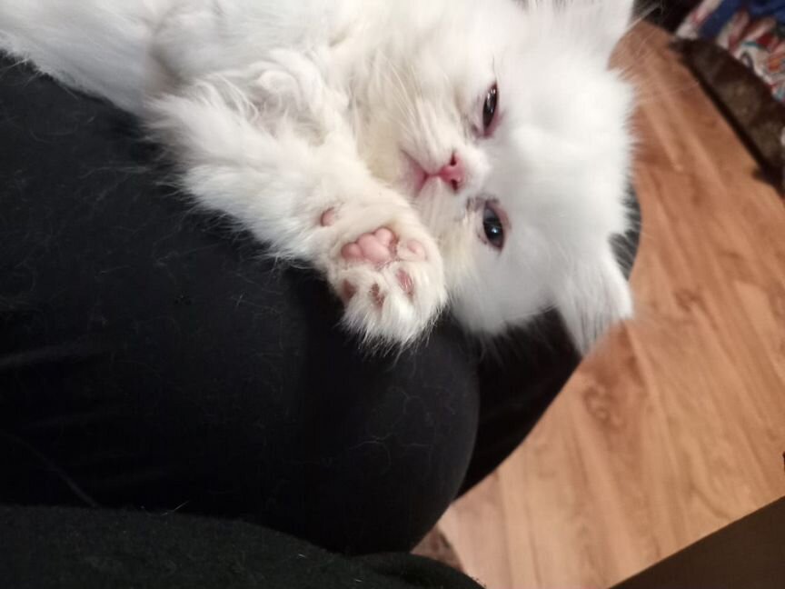 Персидские котята