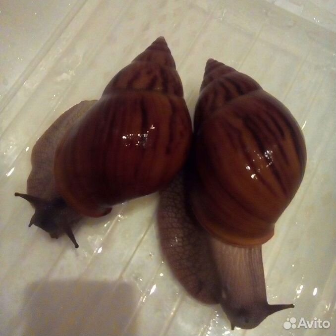 Улитки ахатины тигр achatina achatina tiger(обмен)