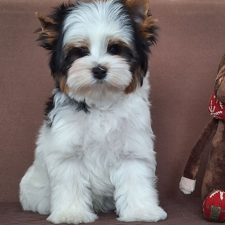 Йоркширский терьер, щенок