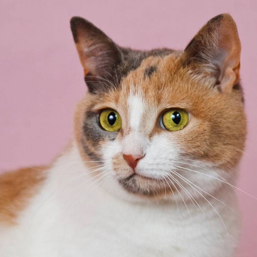 Взрослая, кошка в добрые руки