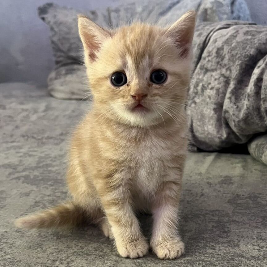 Шотландские котята