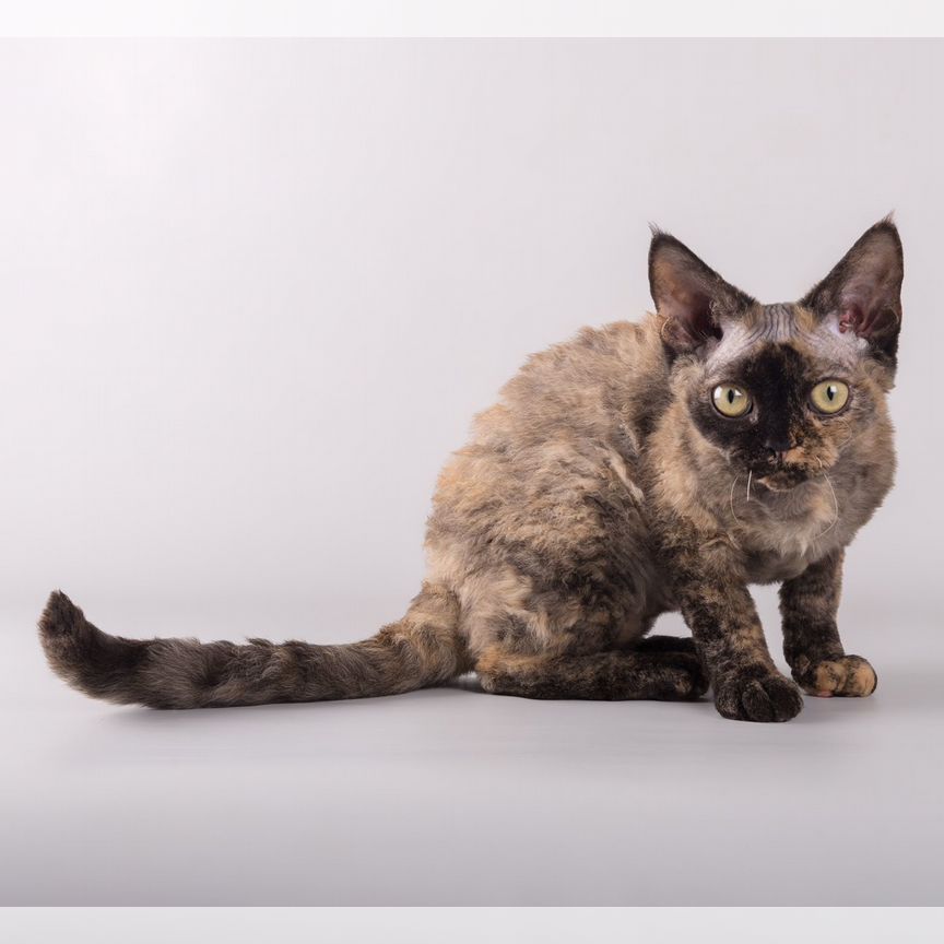 Девон-рекс котёнок