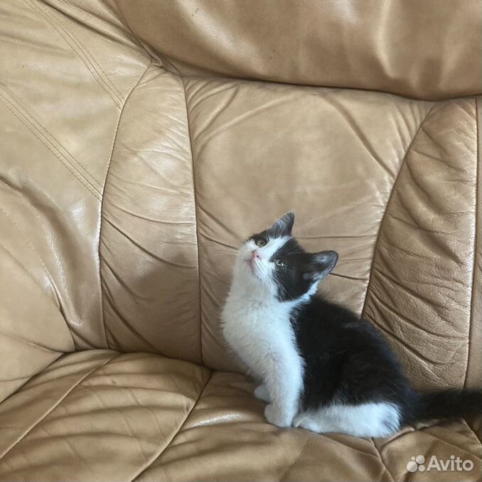 Просто котята, лечебные