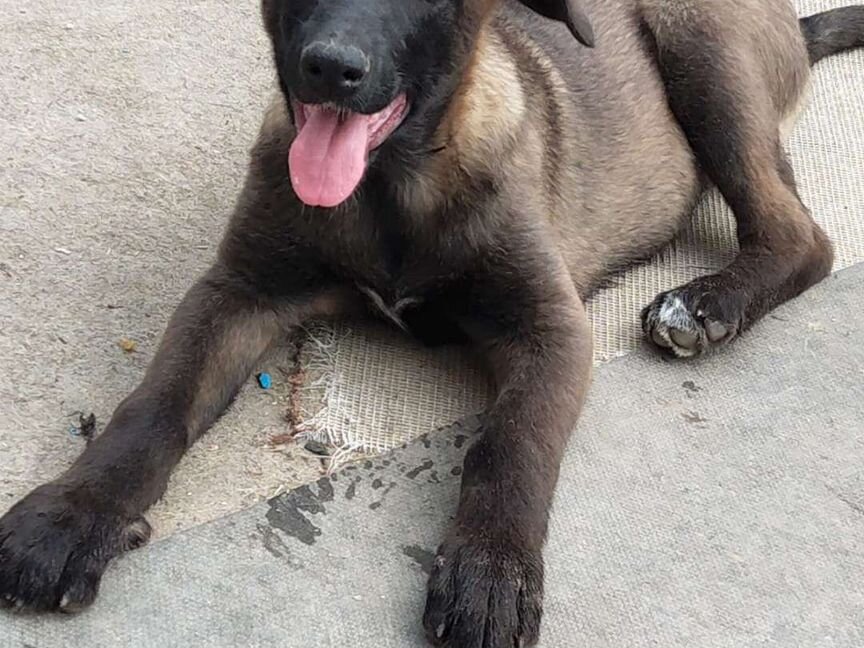 Метис малинуа