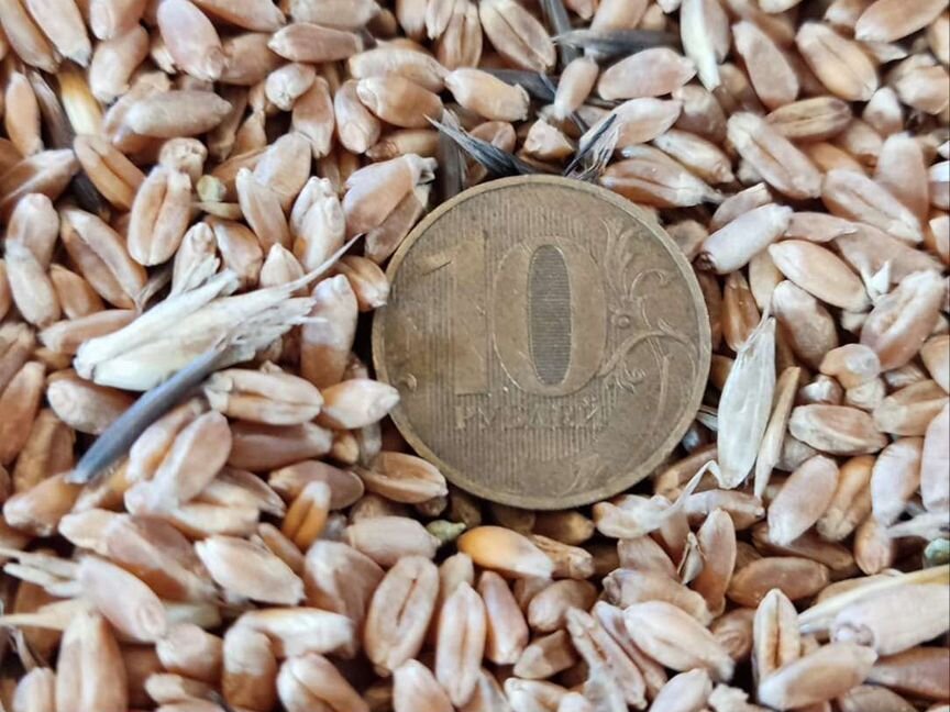 Пшеница фуражная в мешках