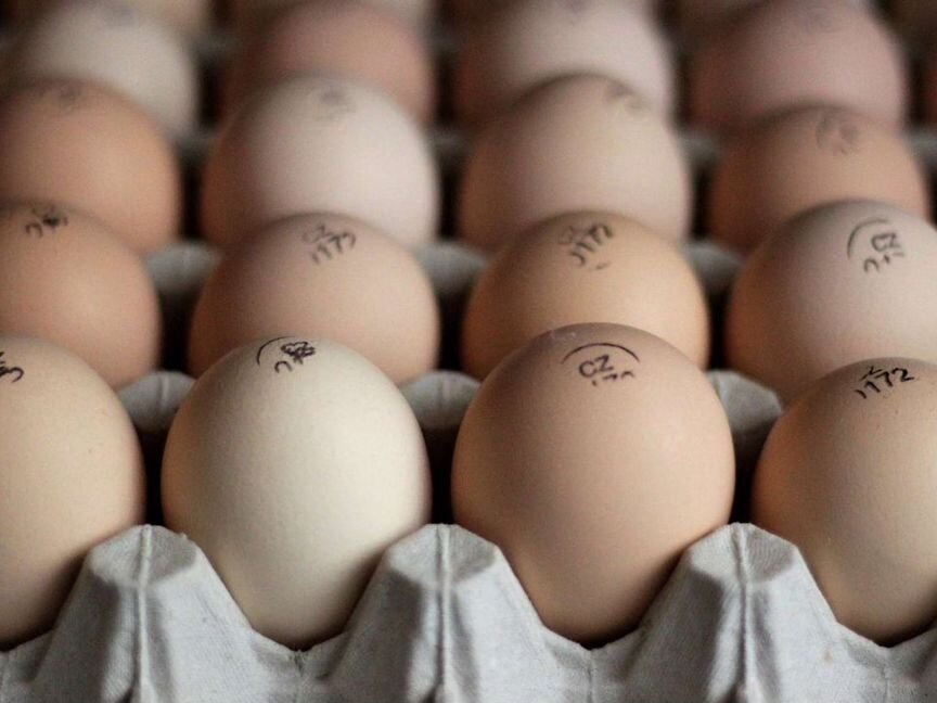 Инкубационное яйцо бройлер кобб 700