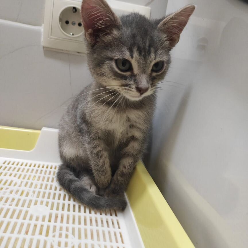 Застенчивый котенок Кристофер в добрые руки