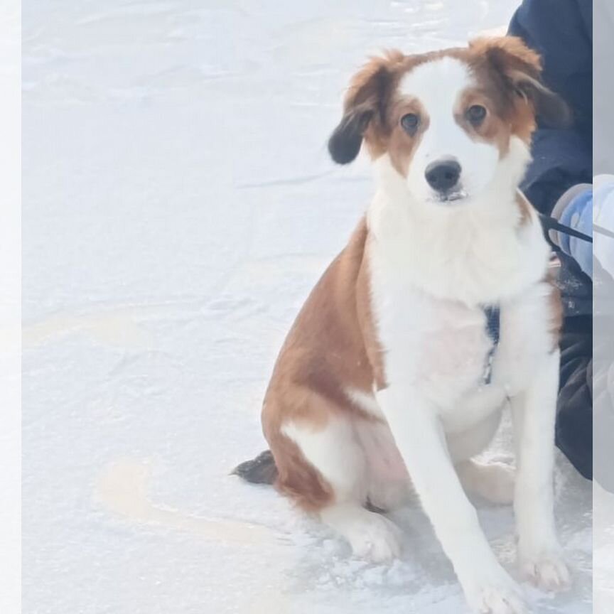 Коикерхондье, щенок