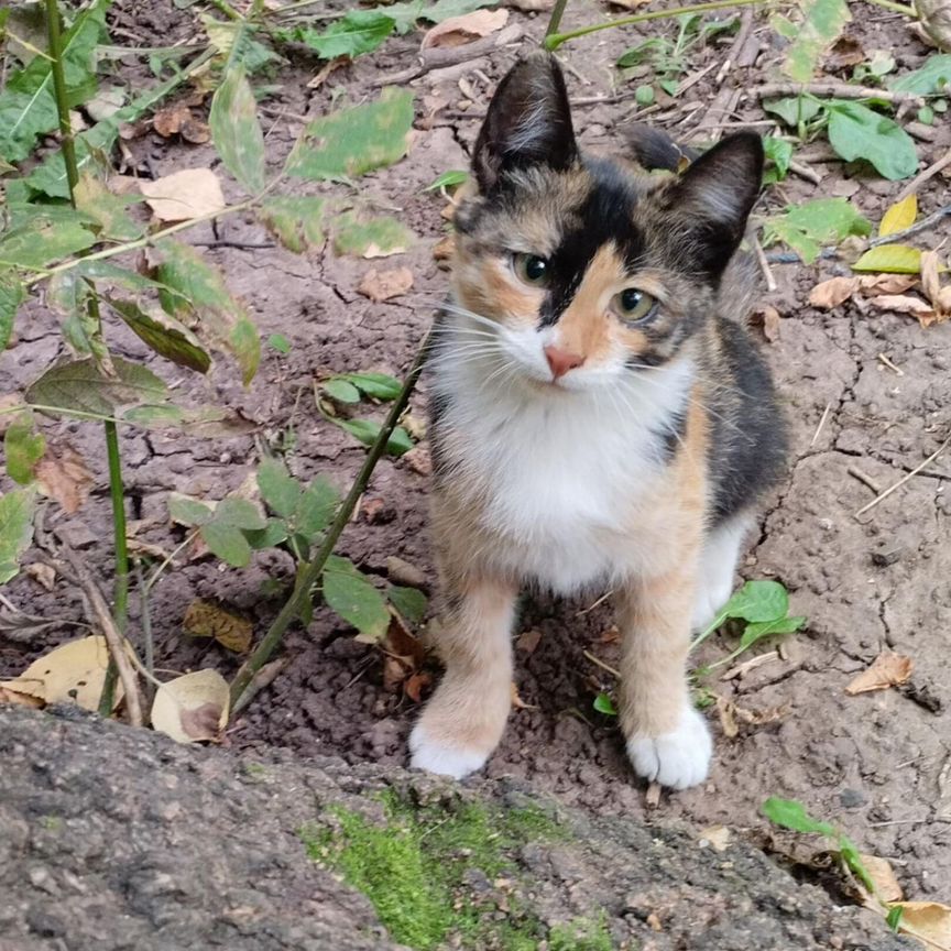 Котенок девочка