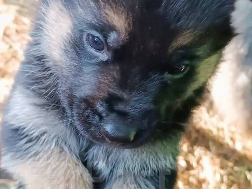 Овчарята в добрые руки