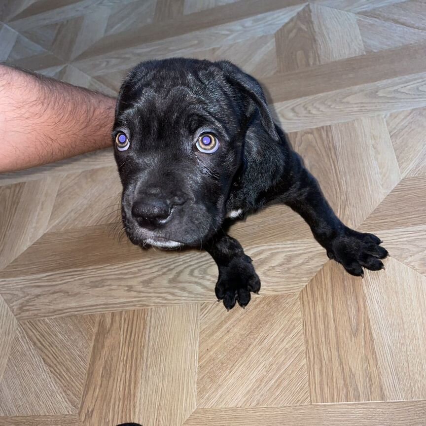 Щенок коне корсо