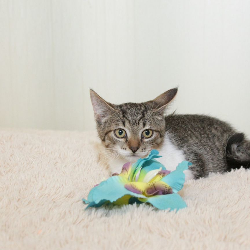 Машенька 5 месяцев в добрые руки