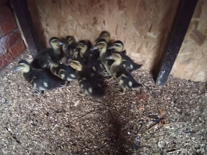 Утята подрощенные