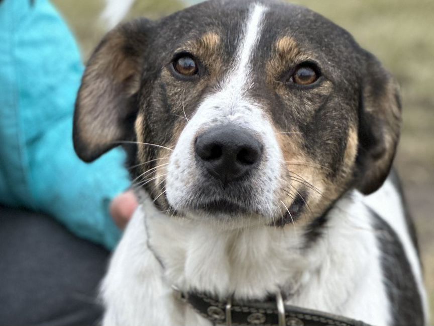 Джагер заглядывает в глаза и умоляет спасти